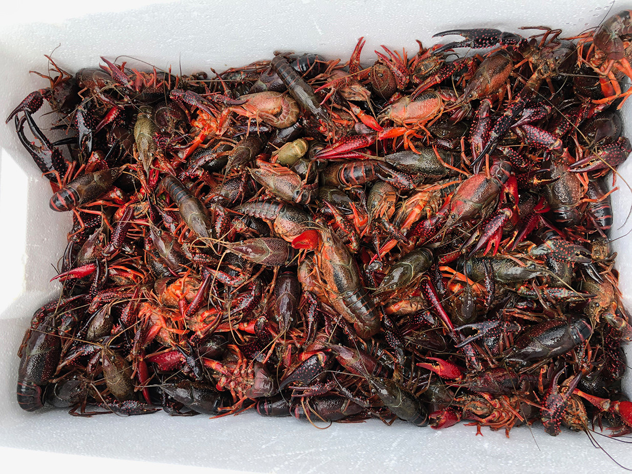 Louisana Crawfish Boils in VA » Miemonster